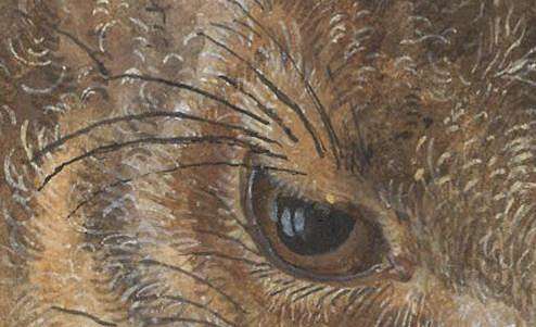 Albrecht Dürer - incisioni ed acquerelli